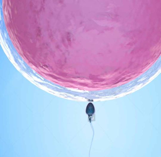 Εξωσωματική σε φυσικό κύκλο | IVF REA