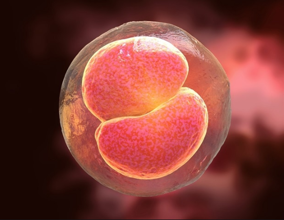 Εμβρυομεταφορά Βλαστοκύστεων | IVF REA